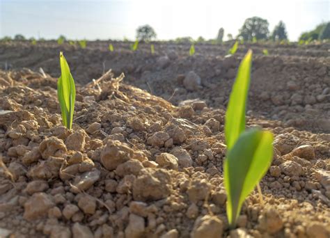 Lidea Nutrient Requirements For Corn
