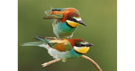 Пазете пчелите от пчелояда лови ги във въздуха по време на летеж Български Фермер