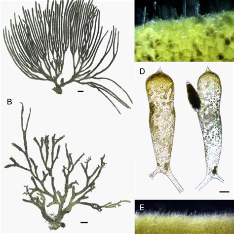 A D Codium Fragile Subsp Fragile A B Pressed Specimens Showing Download Scientific Diagram