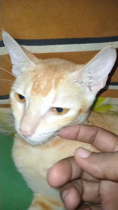 කුක්කු බෝලෙ Youtube