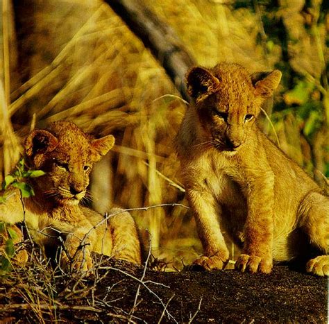 African Lion Panthera Leo { 아프리카사자 Two Cubs Image Only