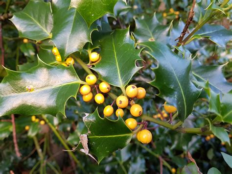 Types Of Holly Bushes Trees