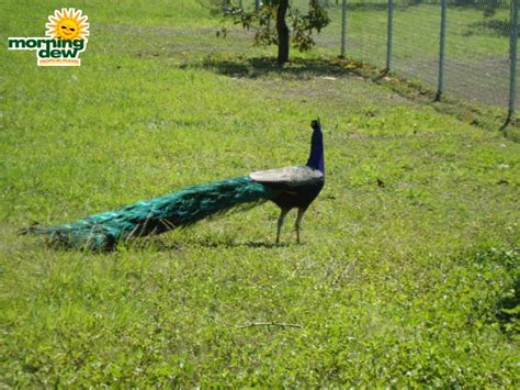 Podocarpus Maki 21 In Morning Dew Tropical Plants