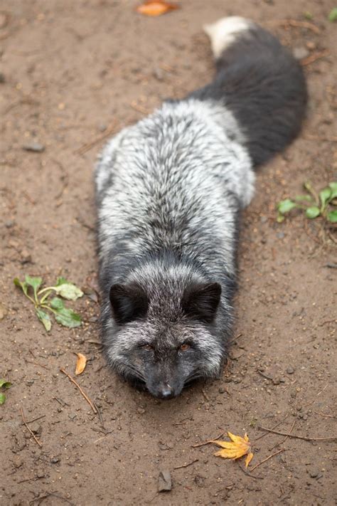 ﻿4 Л V л X Vtv Vl A 4 • I H®jp í A 4r N W V Й Чёрно бурая лисица Чернобурка