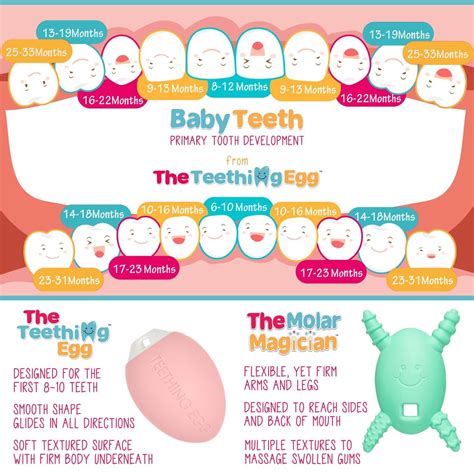 Tooth Development Chart Dental Health Activities Teething Chart