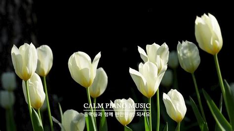 잠들 수 있도록 도와주는 편안한 피아노 음악 백그라운드 청취 및 수면을 위한 차분한 피아노 음악 Youtube
