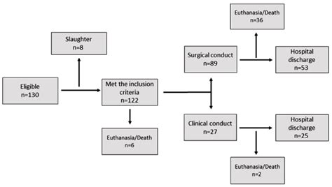 Flowchart Illustrating The Outcome Of Cattle Affected By Emergency Download Scientific Diagram
