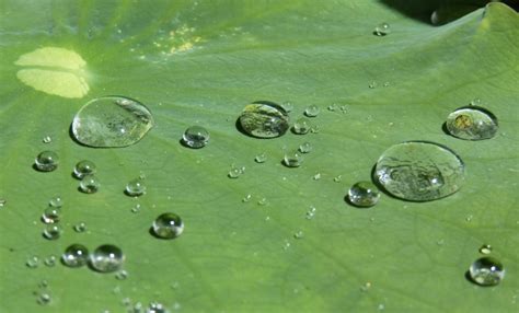 疏水 疏水层析 超疏水 大山谷图库