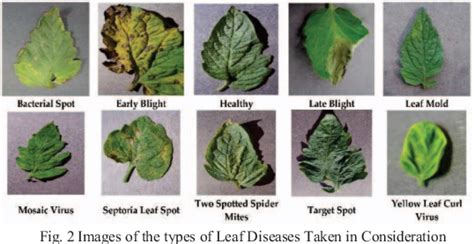 Figure 2 From Leaf Disease Detection Using Opencv And Deep Learning Semantic Scholar