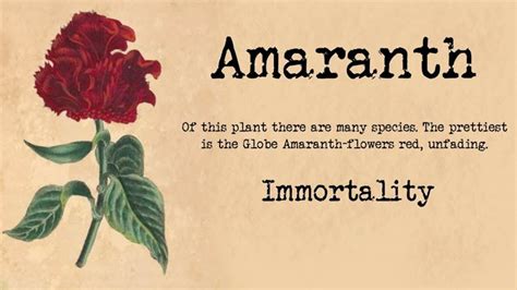 Amaranth The Language Of Flowers Amaranth Amaranth Flower
