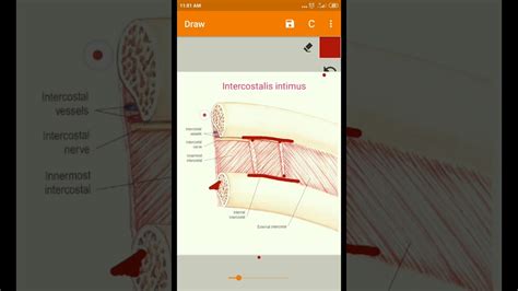 Intercostalis Intimus Thorax YouTube
