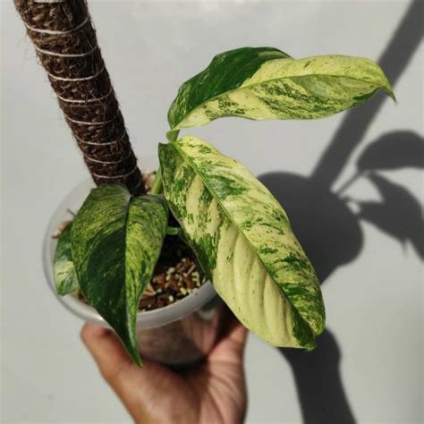 Harga Puberula Terbaru Jan 2025 Biggo Indonesia