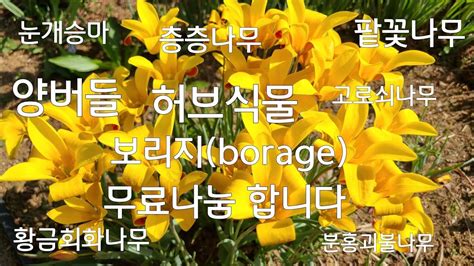 허브식물 보리지 무료나눔 합니다 팥꽃나무 눈개승마 노랑무늬지리대사초 황금구주물푸레나무 황금회화나무 층층나무 양버들 고로쇠나무꽃 분홍괴불나무 봄에피는꽃