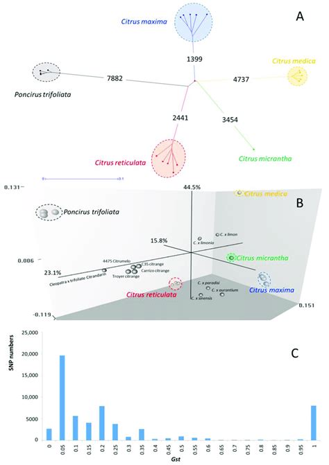Organization Of The Genetic Diversity Revealed By Gbs Data A Download Scientific Diagram