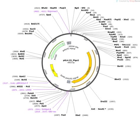 Addgene Pgl4 23 Ptgs2
