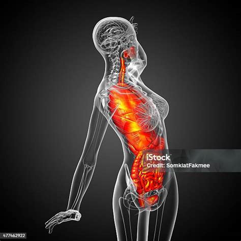 3 D 렌더링 디스트리토 그림 인간 소화계통 및 2015년에 대한 스톡 사진 및 기타 이미지 2015년 건강관리와 의술 결장 Istock