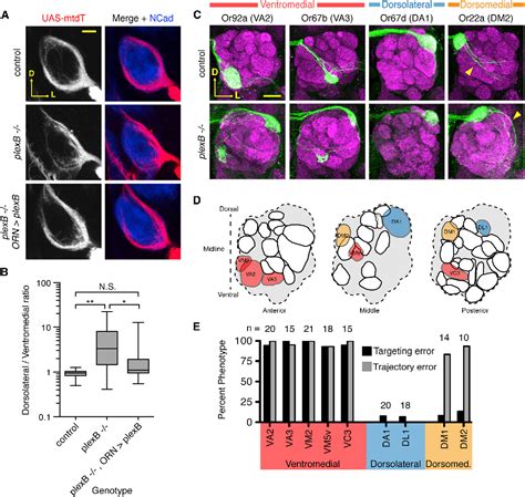 Figure 3 From Linking Cell Fate Trajectory Choice And Target Selection Genetic Analysis Of
