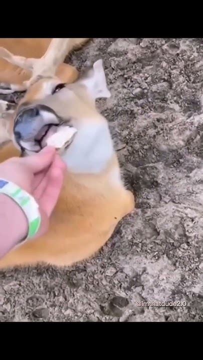 Zesty Ass Deer Youtube