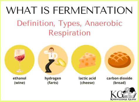 Definition Of Top Fermentation At Eden Barclay Blog