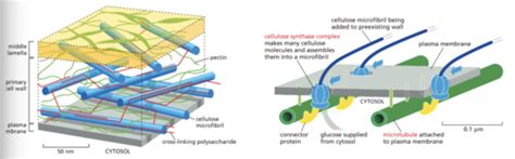 Biol 2020 Lecture 24 Tissues Flashcards Quizlet