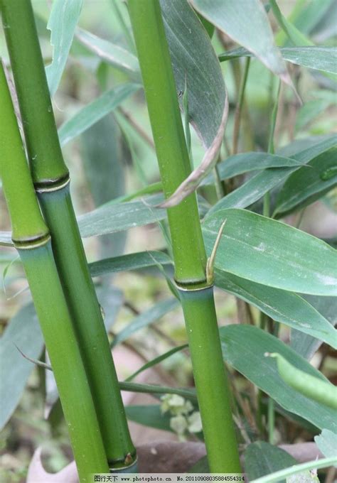 竹子用英语怎么说音标是什么有复数吗 竹子的英文 bamboo有复数吗它的复数是什么
