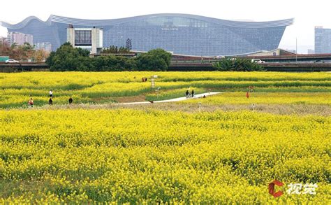 C视觉丨走去成都环城生态区看油菜花 四川在线