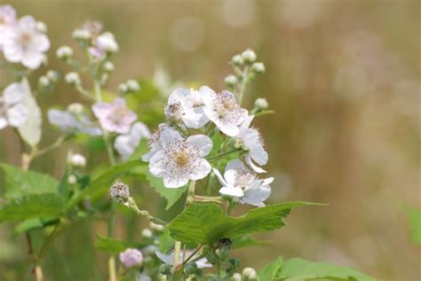 Himalayan Blackberry Ssisc