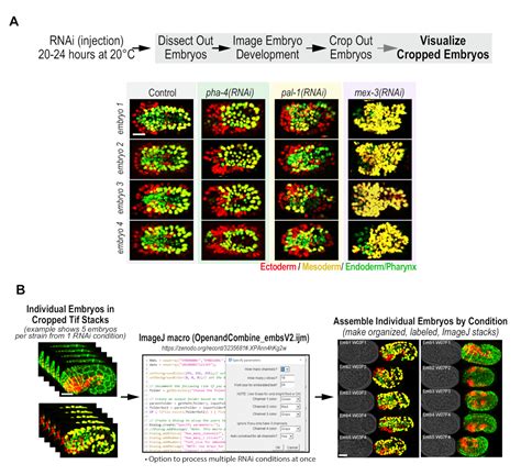 A Semi High Throughput Imaging Method And Data Visualization Toolkit To Analyze C Elegans