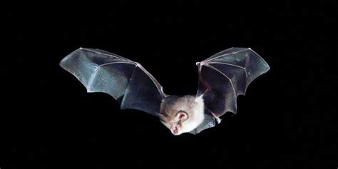 생물다양성과 코로나바이러스의 관계