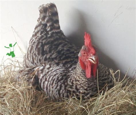 How To Maximize Egg Laying In Backyard Hens Healthy Home Economist