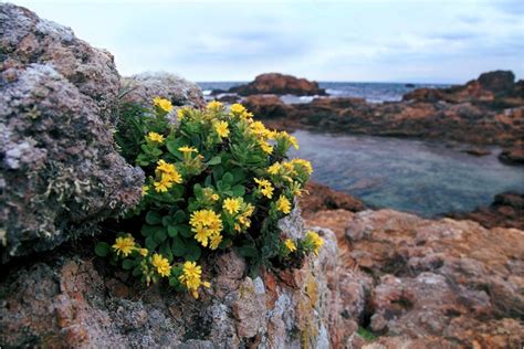 2015年 野草撮影から 46 野草風薫
