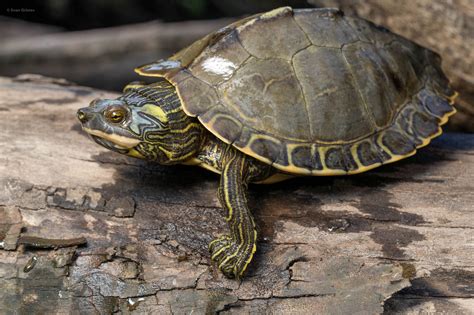 Download Adult Female Common Map Turtle Wallpaper