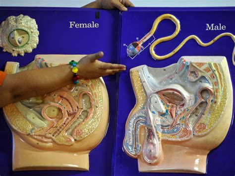 Sex Ed Is About More Than Just Sex Fivethirtyeight