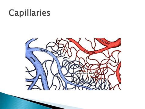 PPT CIRCULATORY SYSTEM PowerPoint Presentation Free Download ID 2805200