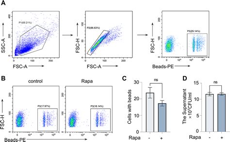 Rapamycin Exacerbates Staphylococcus Aureus Pneumonia By Inhibiting Mt