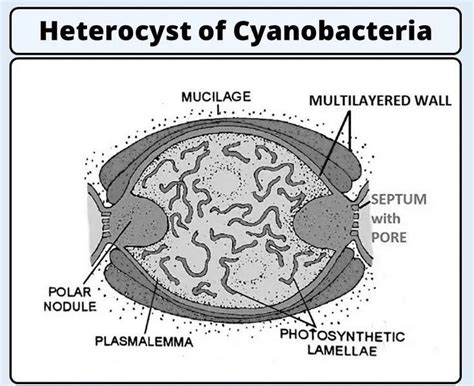 Cyanobacteria Diagrams Structure And Examples Free Biology Notes