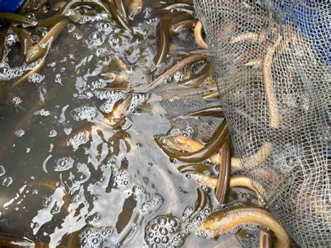 6500 Ekor Belut Asal Buru Dipasok Ke Jakarta