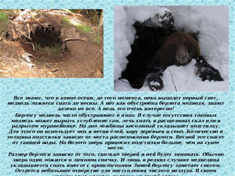 Презентация НОД по ОО Познавательное развитие на тему Как дикие животные готовятся к зиме