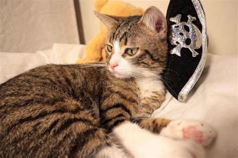 Cute Tabby Cat Has White Paws And A Pink Nose Has A Pirate Hat Stock