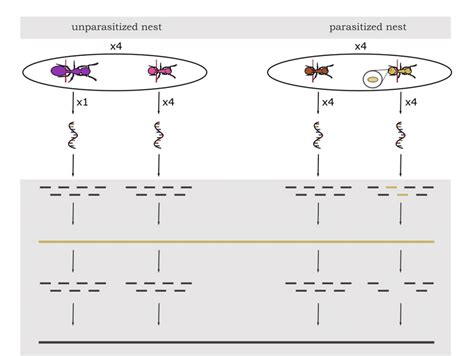 Experimental Design Of Sampling And Schematic Analysis Of Gene