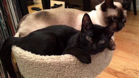 Black Siamese Cats Cat Coat Siamese Point Coloration And Albino