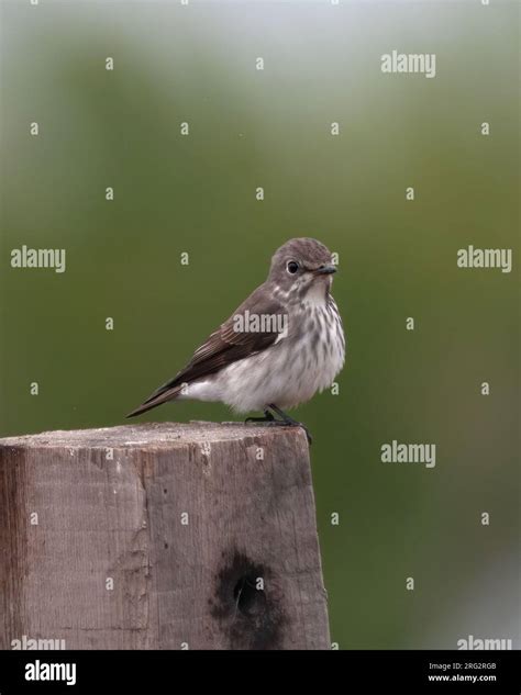 Grey Streaked Flycatcher Muscicapa Griseisticta Side View Of Bird