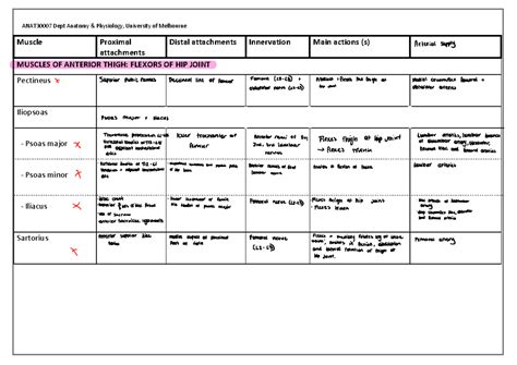 Anat30007 Lower Limb Attachment Table Muscle Proximal Attachments Distal Attachments