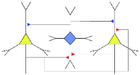 Schematic Representation Of A Local Neocortical Network Pyramidal Download Scientific Diagram