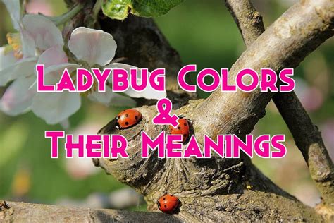 9 Different Ladybug Colors And Their Meanings