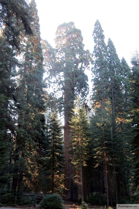 Lady Alice Tree Sequoia Quest