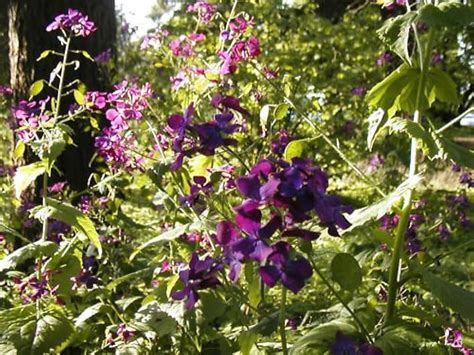 Rara Flor Morada