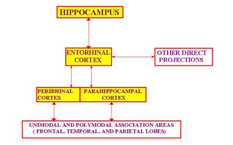 12 Shows A Schematic View Of The Brain Structures And The Important