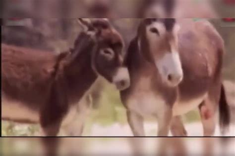 凶悍狮子猎杀毛馿 毛馿反抗简直就是以卵击石 狮子