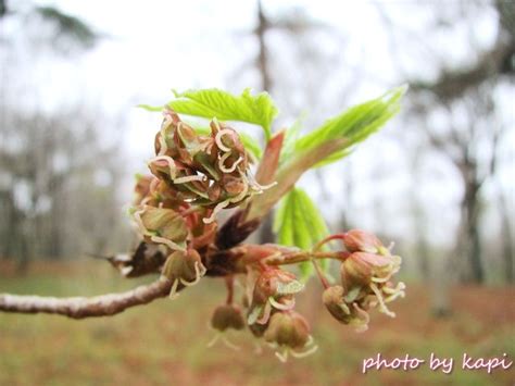 Acer diabolicum ムクロジ科カエデ属